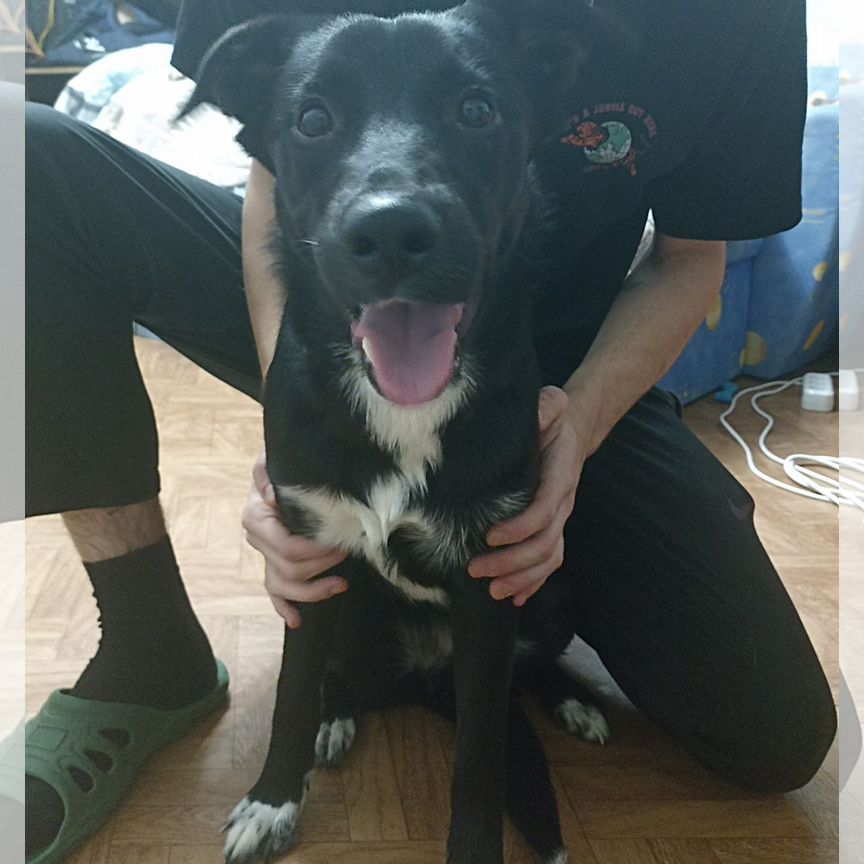 Щенок в добрые руки