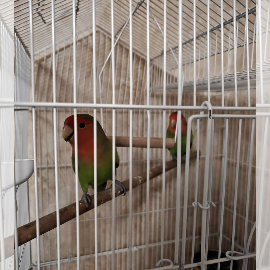 Попугай неразлучники с клеткой