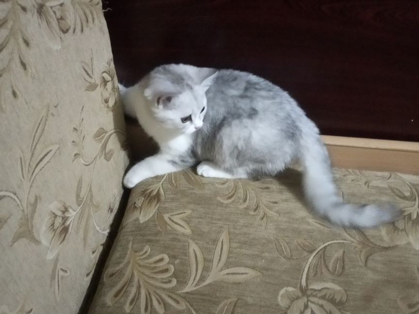 Шотландская вислоухая страйт, 2месяца