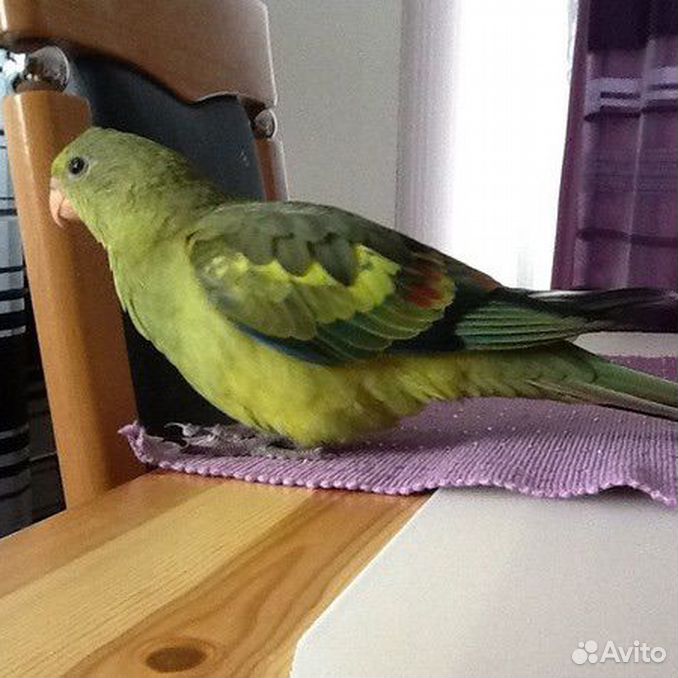 Роскошный горный попугай