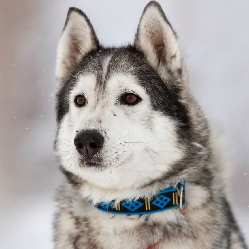 Потрясающий мужчина Гвин ищет дом хаски собака