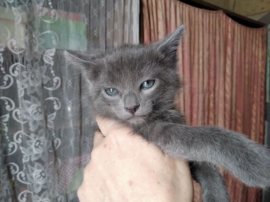 Котенок русская голубая