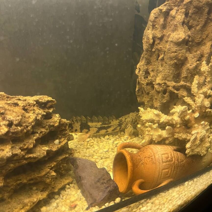 Полиптерус эндлихера