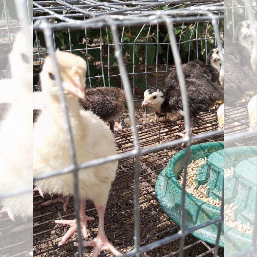 Продам индюшат недельн.,порода разная