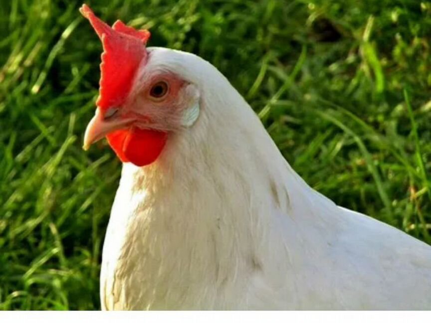 Куры несушки