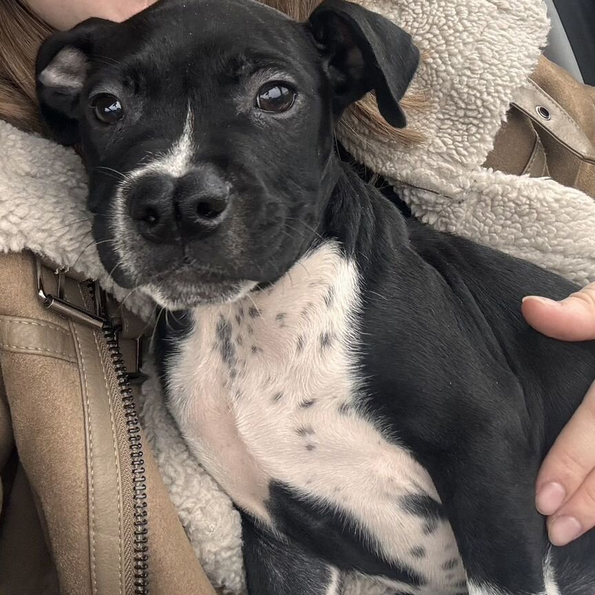 Американский стаффордширский терьер, щенок