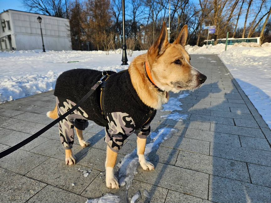 Собака в добрые руки