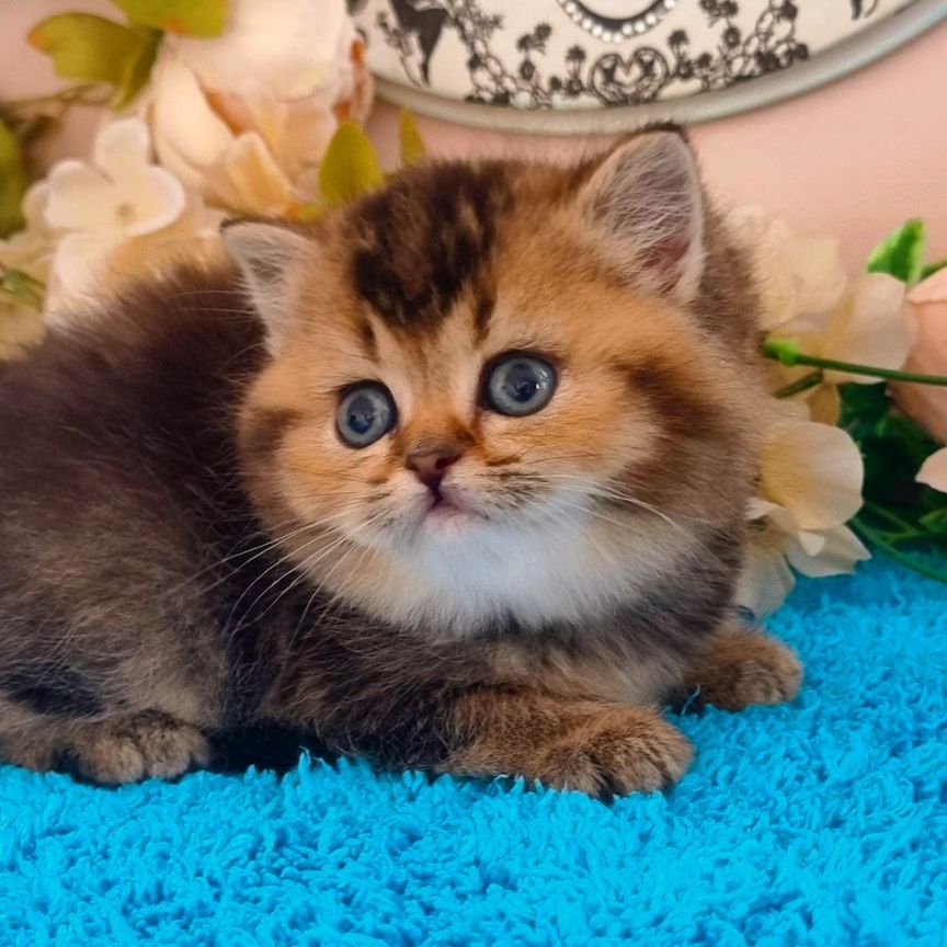 Котята с документами