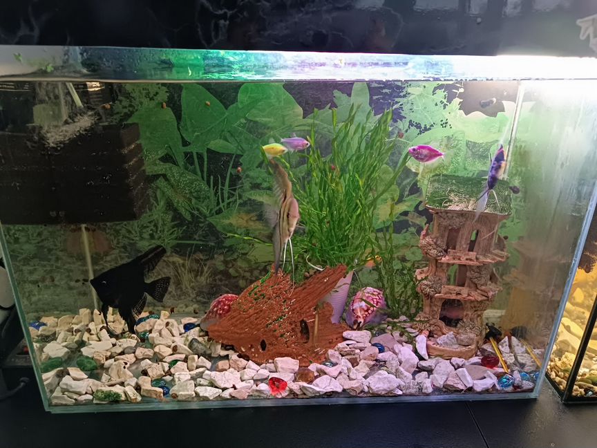 Аквариум с рыбками