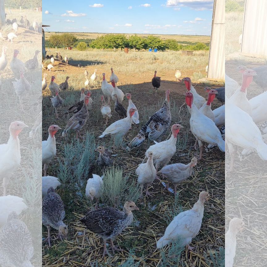 Мясо индейки халяль