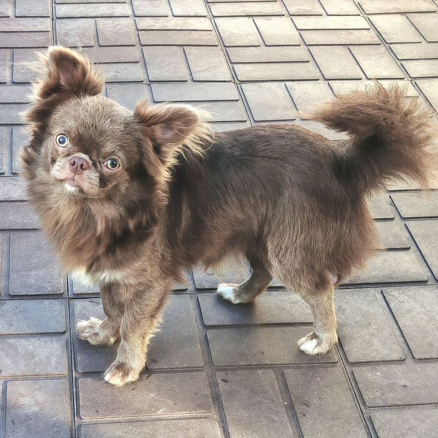 Чихуахуа, щенок