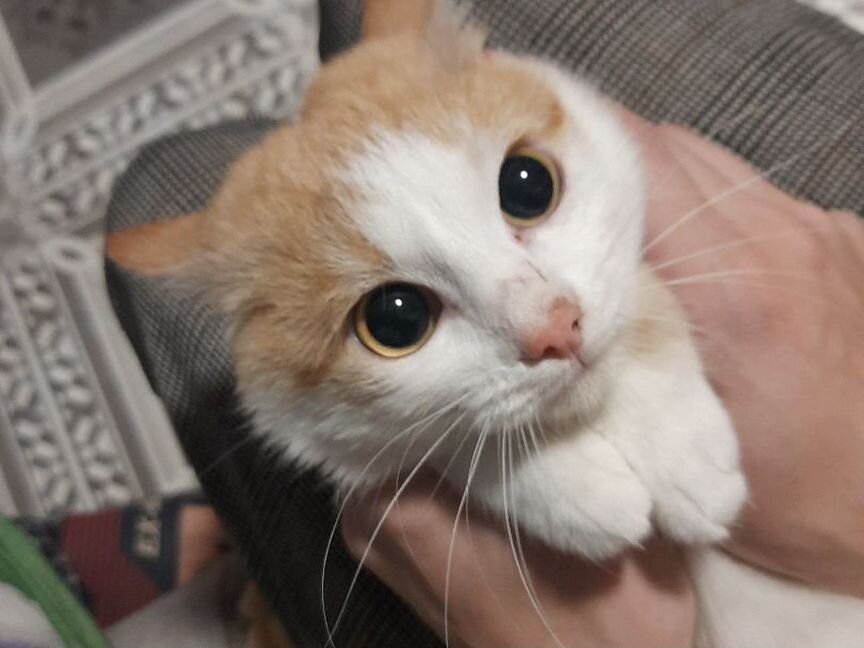 Отдам в добрые руки