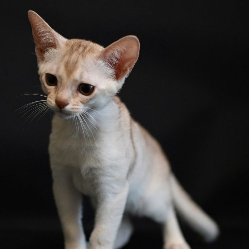 Абиссинские котята