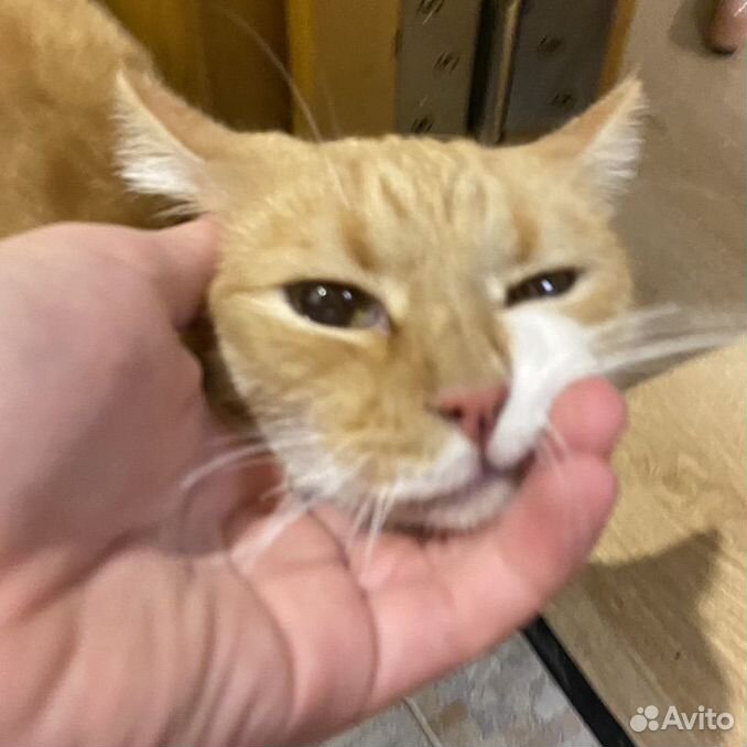 Найден молодой котик