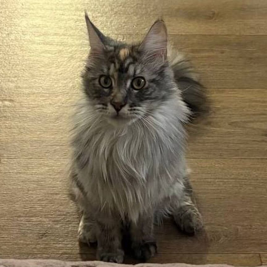 Мейн-кун, взрослая кошка