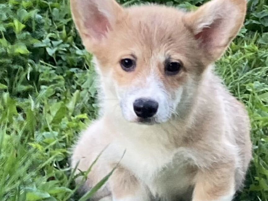 Вельш-корги пемброк детки