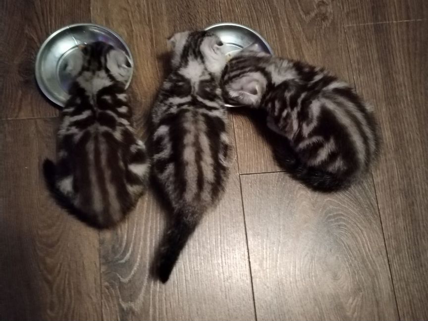 Шотландские вислоухие котята