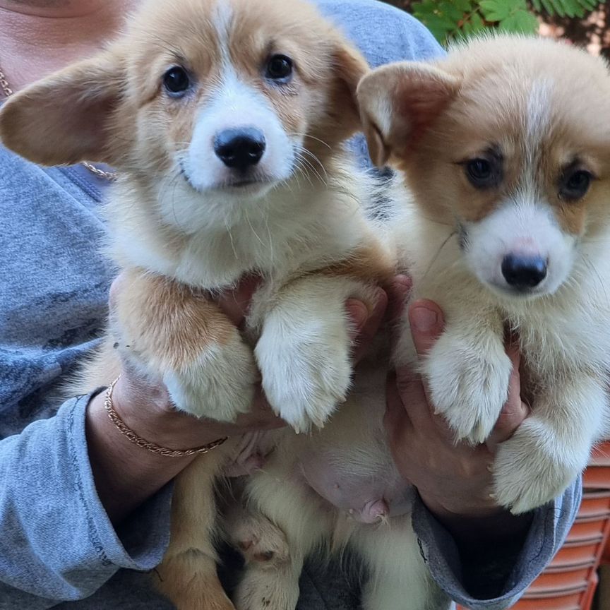 Вельш-корги