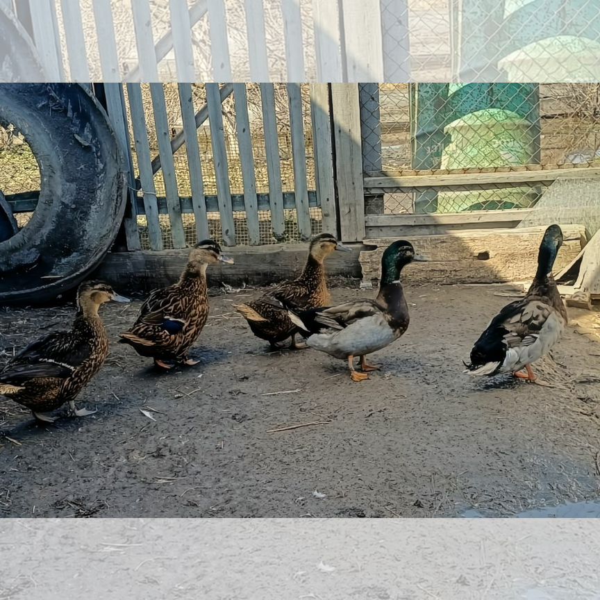 Подсадные утки для охоты