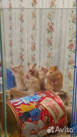 Сирийские хомячки