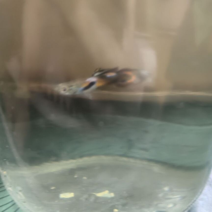 Гуппи эндлера мальчик