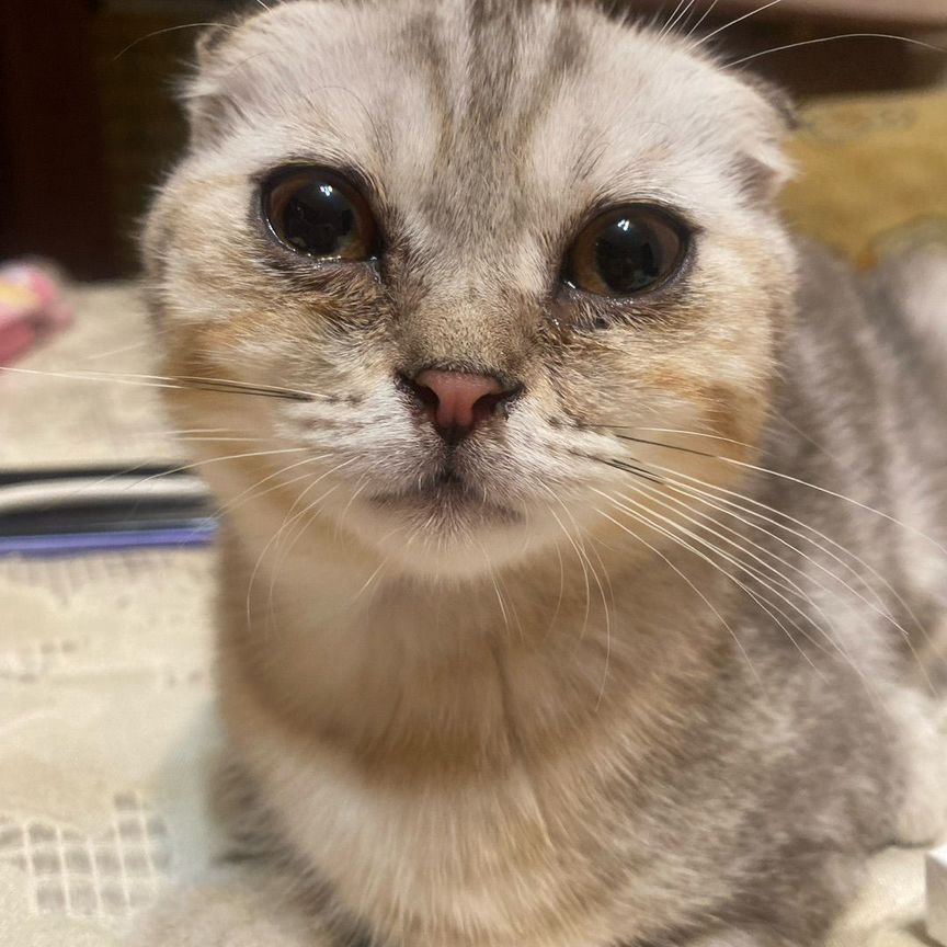 Шотландский вислоухий кот