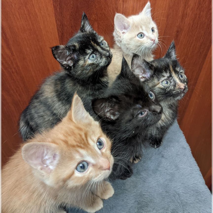 Котёнок от частного владельца