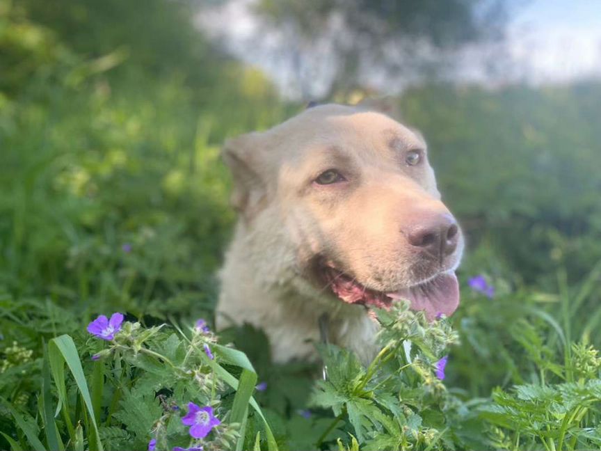 Собака в добрые руки