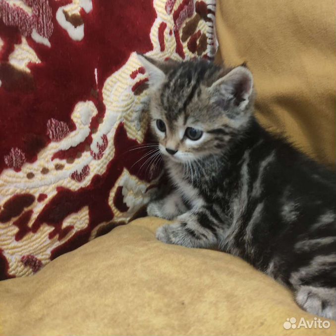 Шотланский котенок