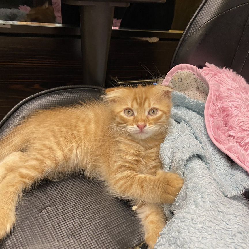 Котята отдам бесплатно