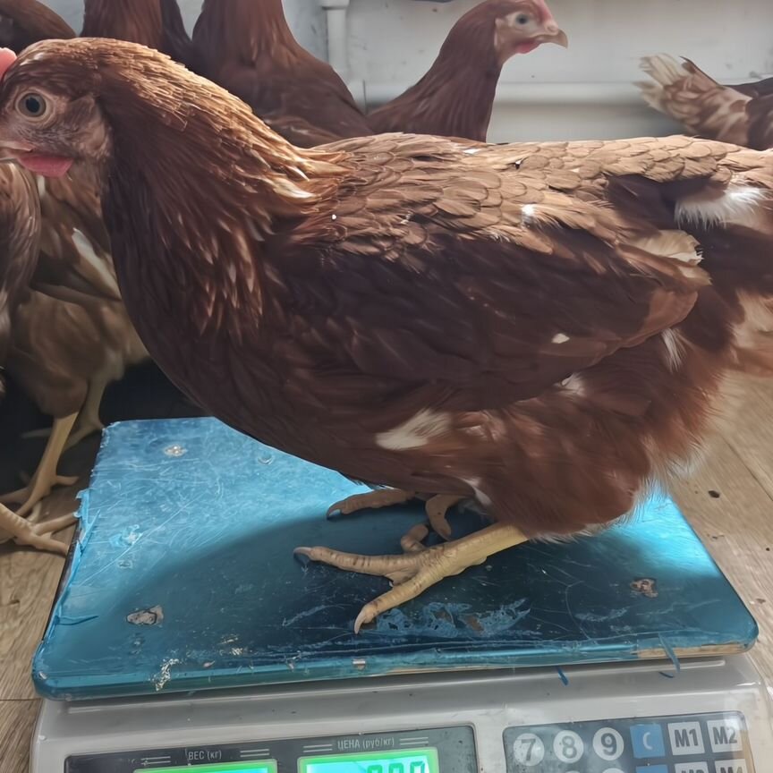 Куры молодки оптом