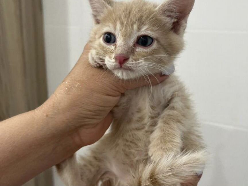 Котик Персик