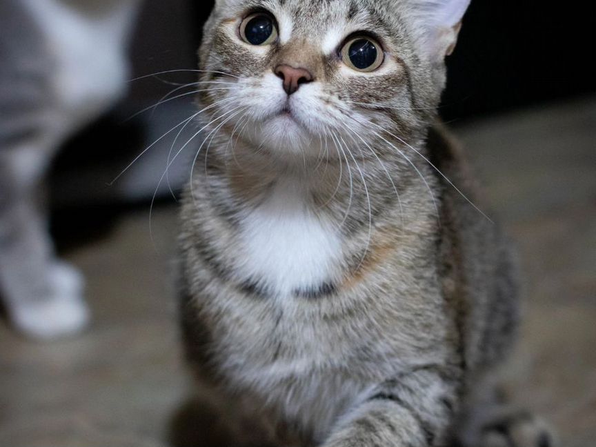 Кошка Егорка