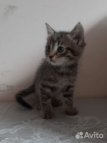 Котенок-девочка,1,5 мес