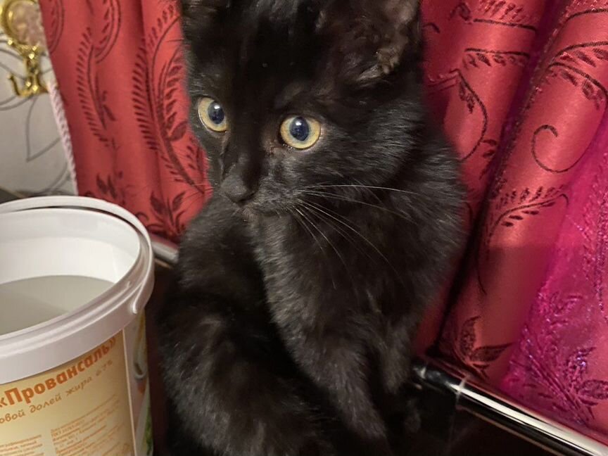 Черный котенок
