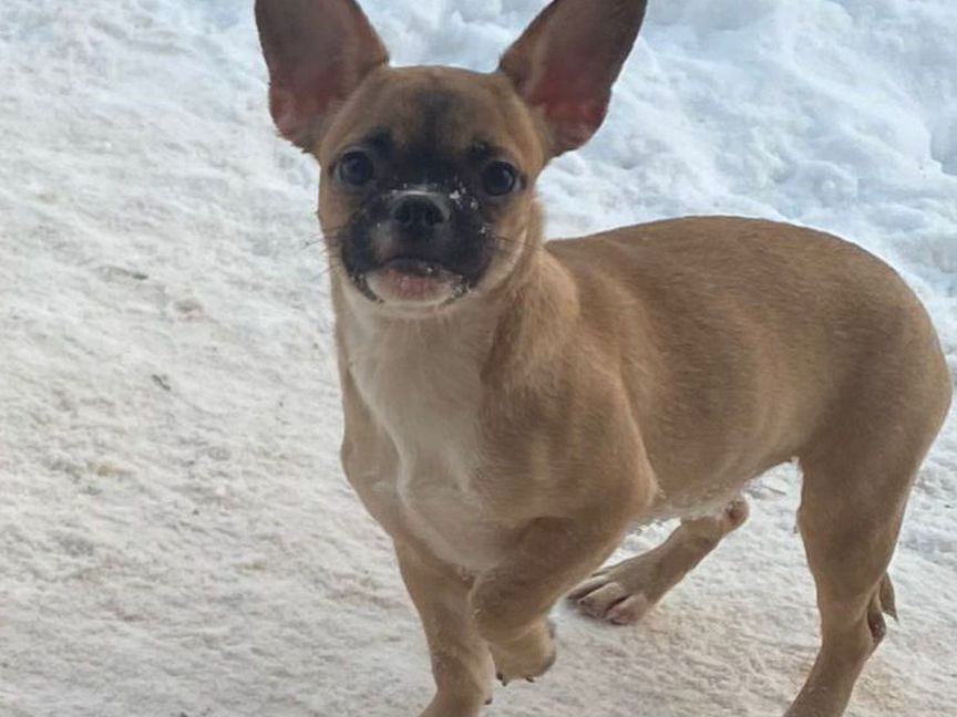 Чихуахуа стандарт