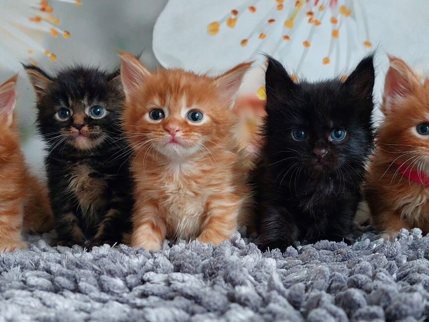 Мягкие пушистые смелые Мейнкунята