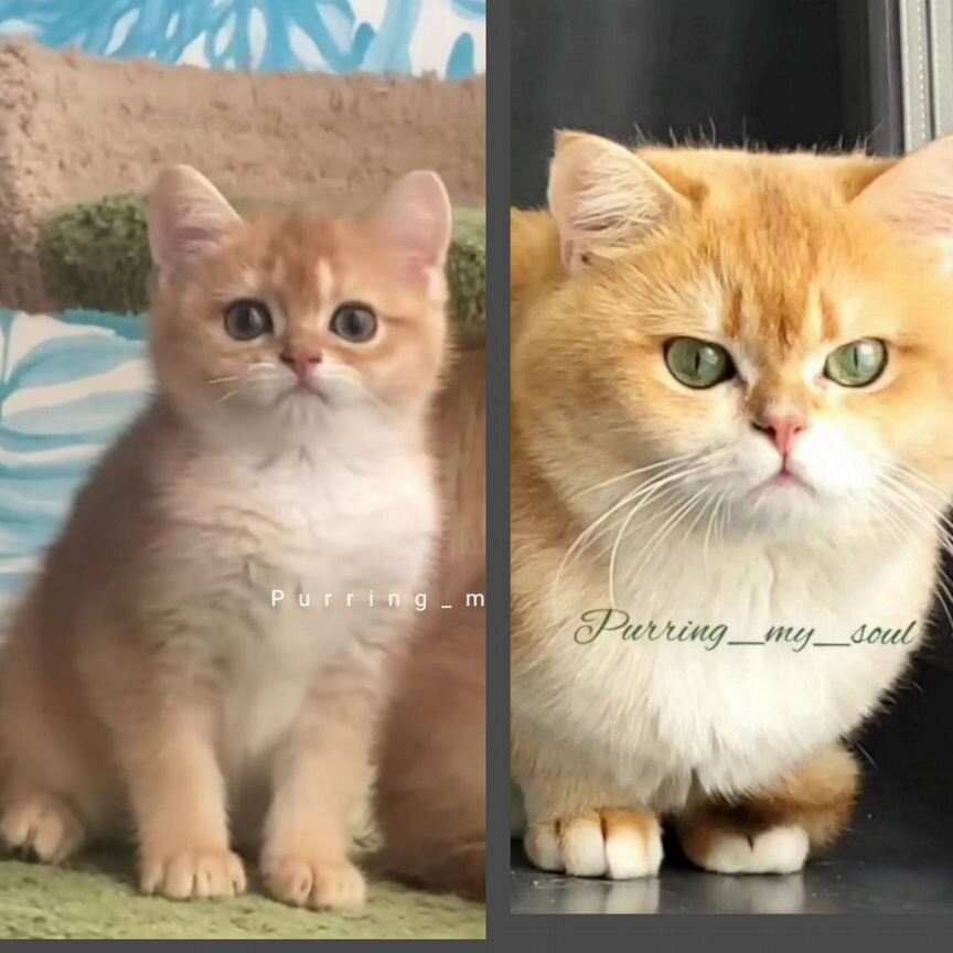 Британский короткошёрстный котёнок