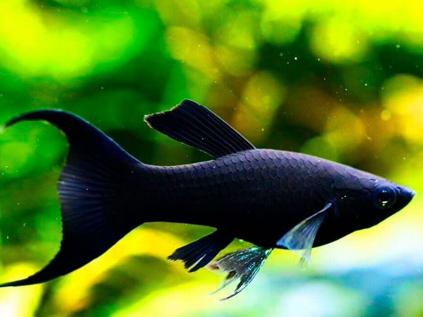 Малинезия черная