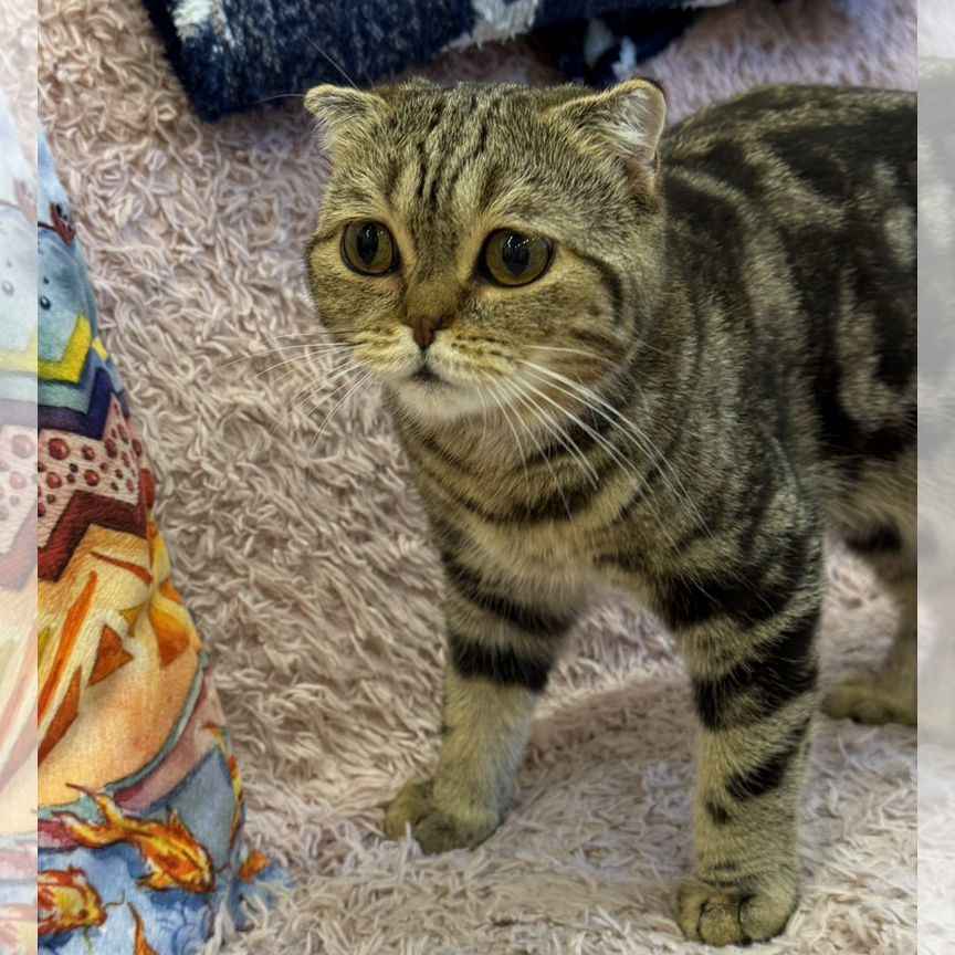 Шотландский кот один год