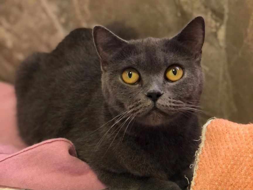Котята и постарше разные