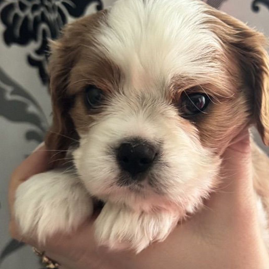 Кавалер кинг-чарльз-спаниель, щенок