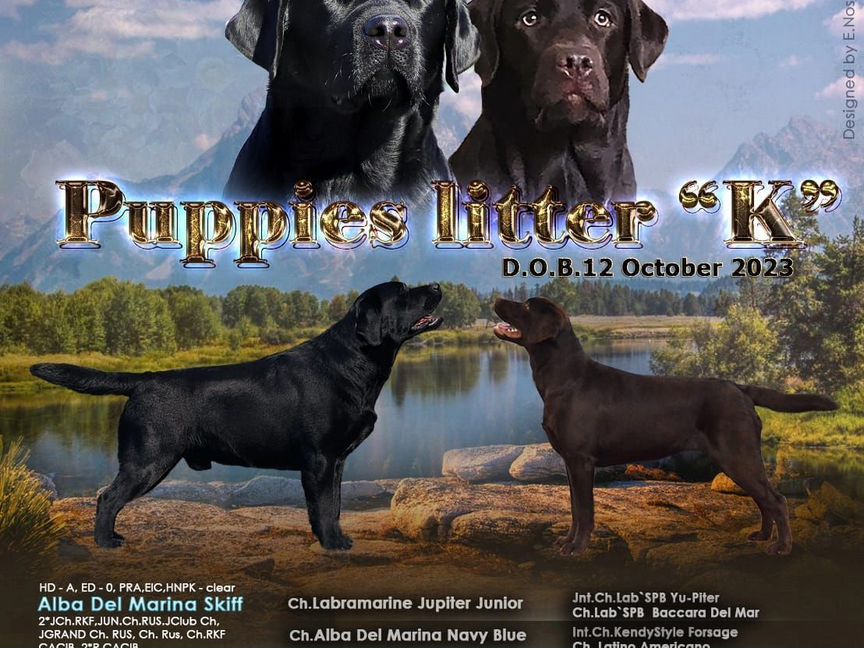 Лабрадор ретривер щенки