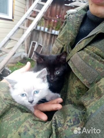 Котята в добрые руки