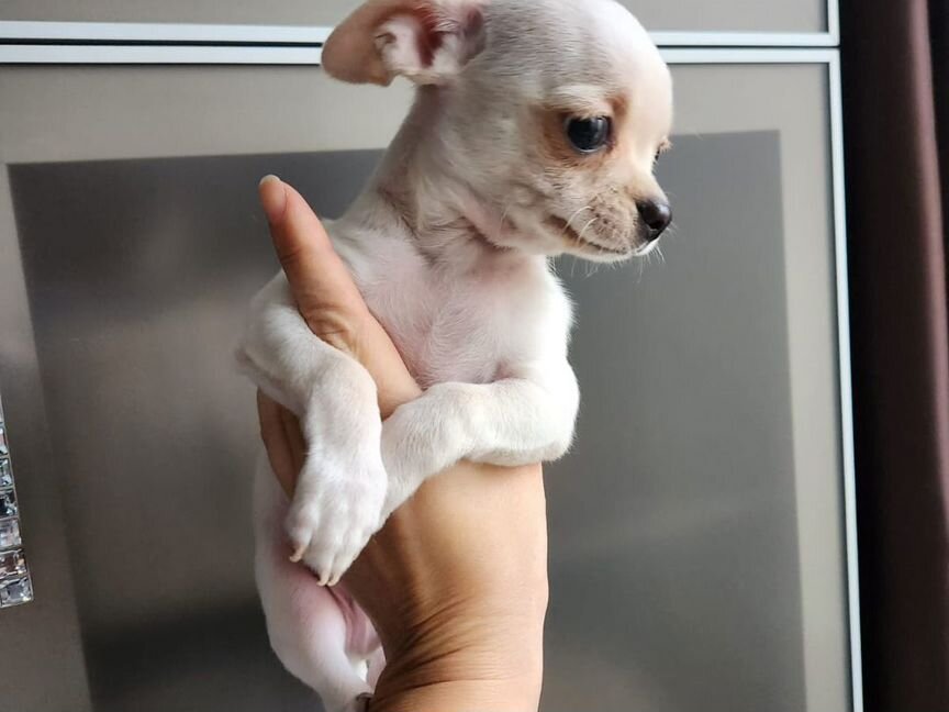 Щенки чихуахуа