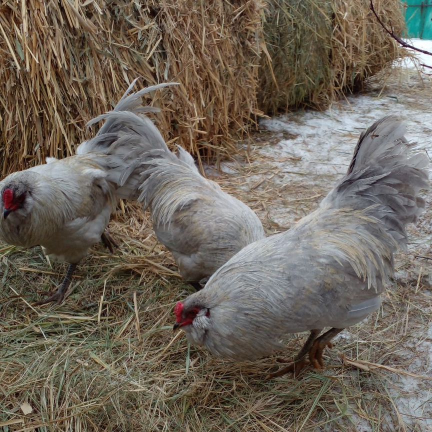 Куры домашние