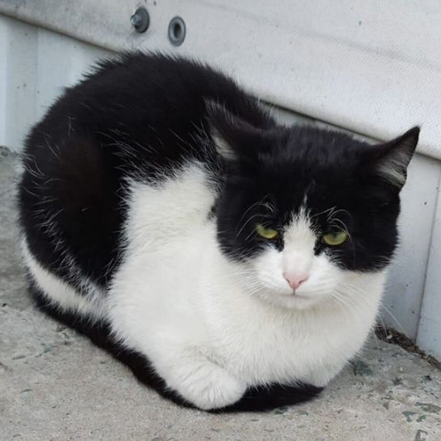 Котенок погибает на улице