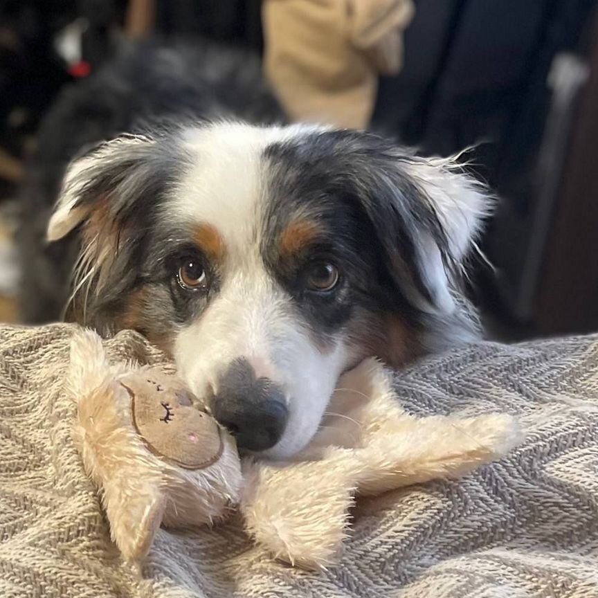 Австралийская овчарка, взрослая собака