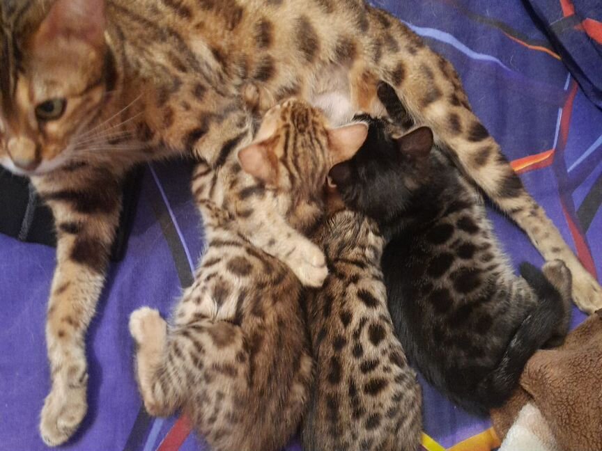 Бенгальские котята