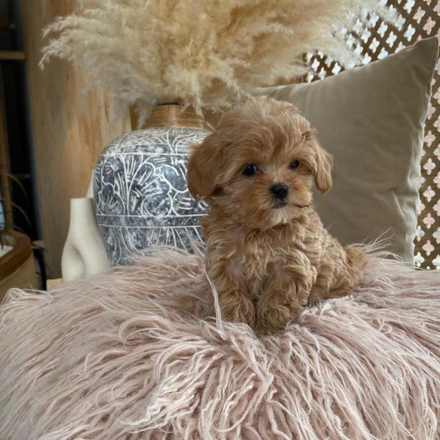 Мальтипу, щенок